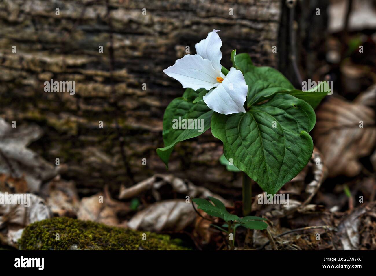 UNITED STATES - 04-20-2017: Spring is in full swing at G. Thompson ...