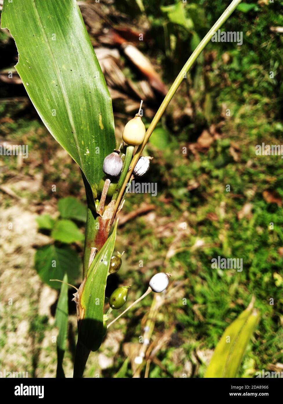 Jobs tears coix lacryma jobi hi-res stock photography and images - Alamy