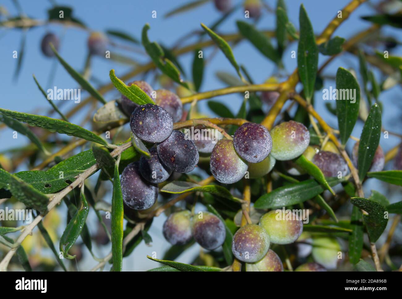 ripe olives ready for harvesting and pressing on the branches of a tree ...