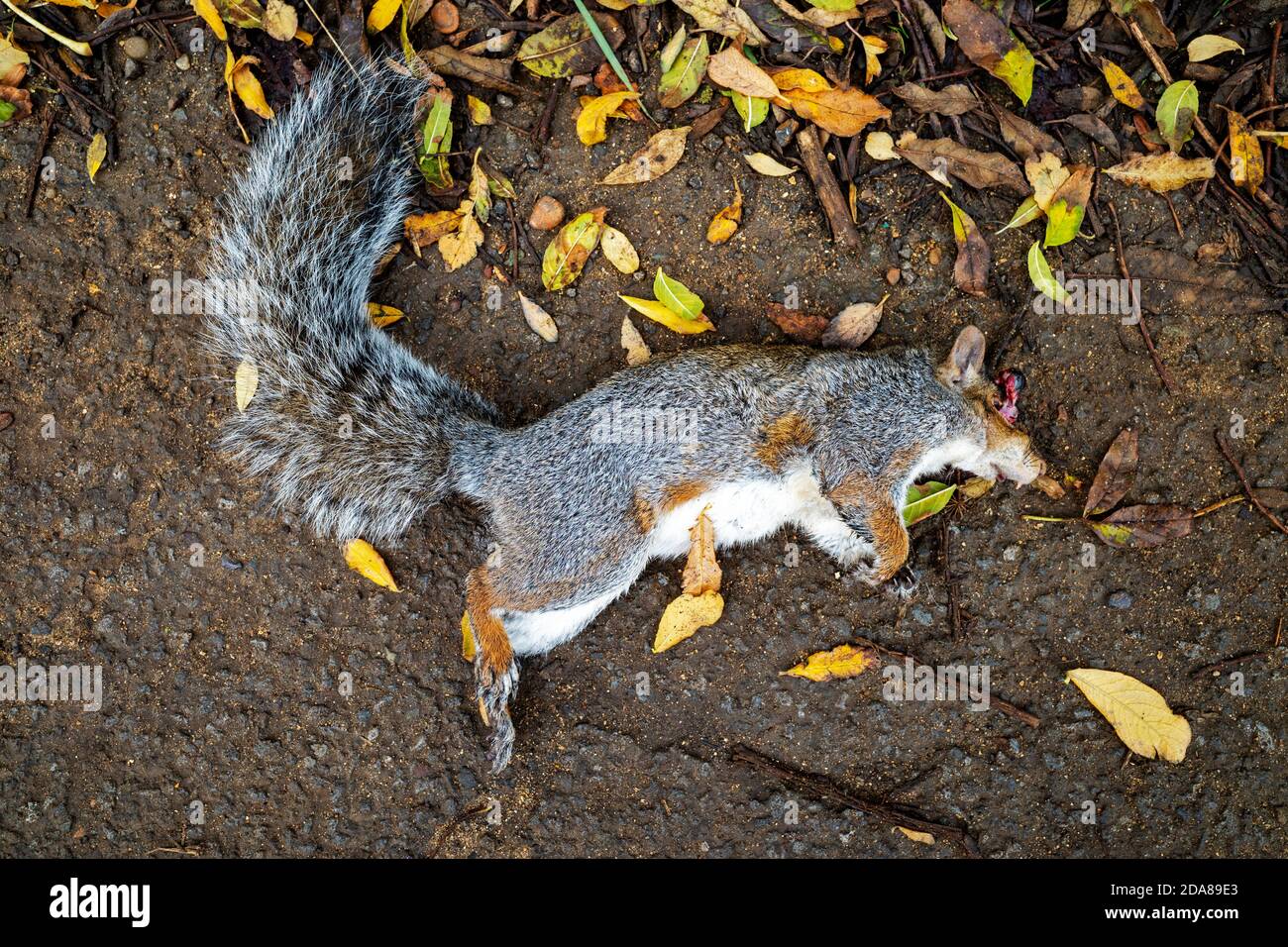 Squirrel roadkill hi-res stock photography and images - Alamy