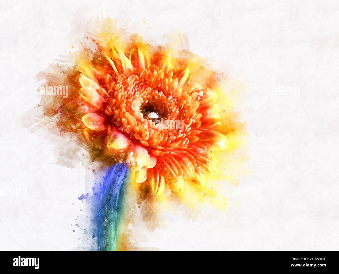 Digital watercolor art, orange gerbera flower on a white background ...