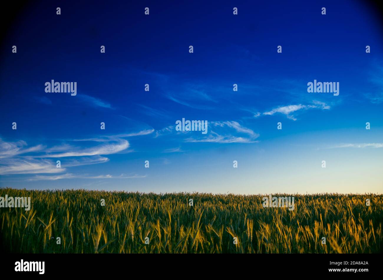 early morning. Juicy green meadow. Cereal fields Stock Photo - Alamy