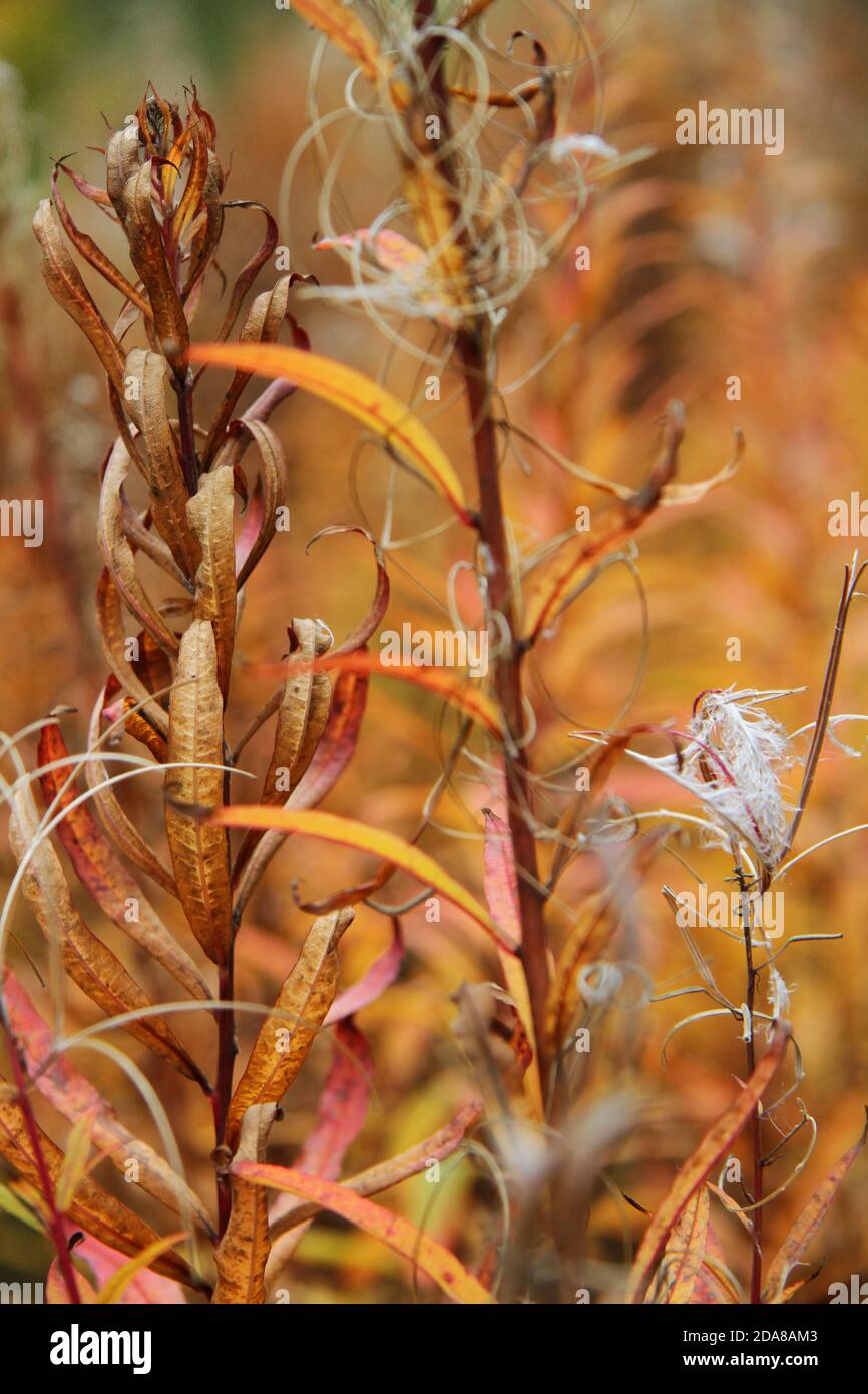 Warm sun colours hi-res stock photography and images - Alamy