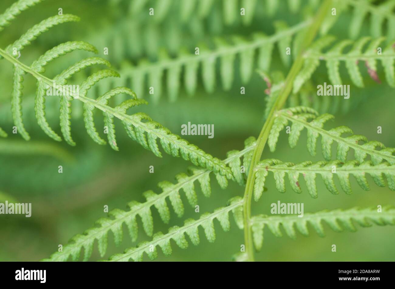 Curled up young frond hi-res stock photography and images - Alamy