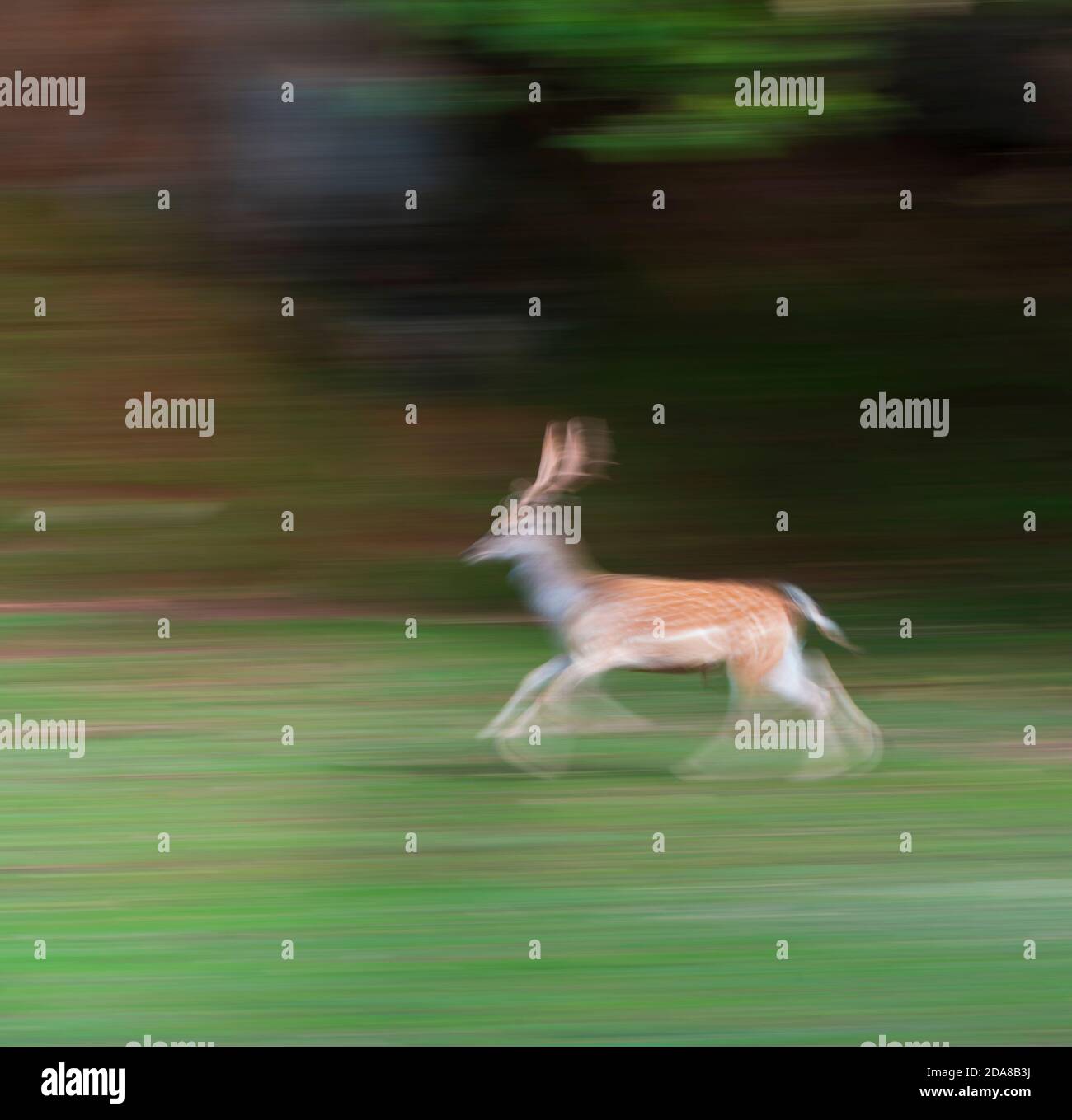 FALLOW DEER - GAMO, Cabárceno Natural Park, Penagos, Pisueña Valley ...