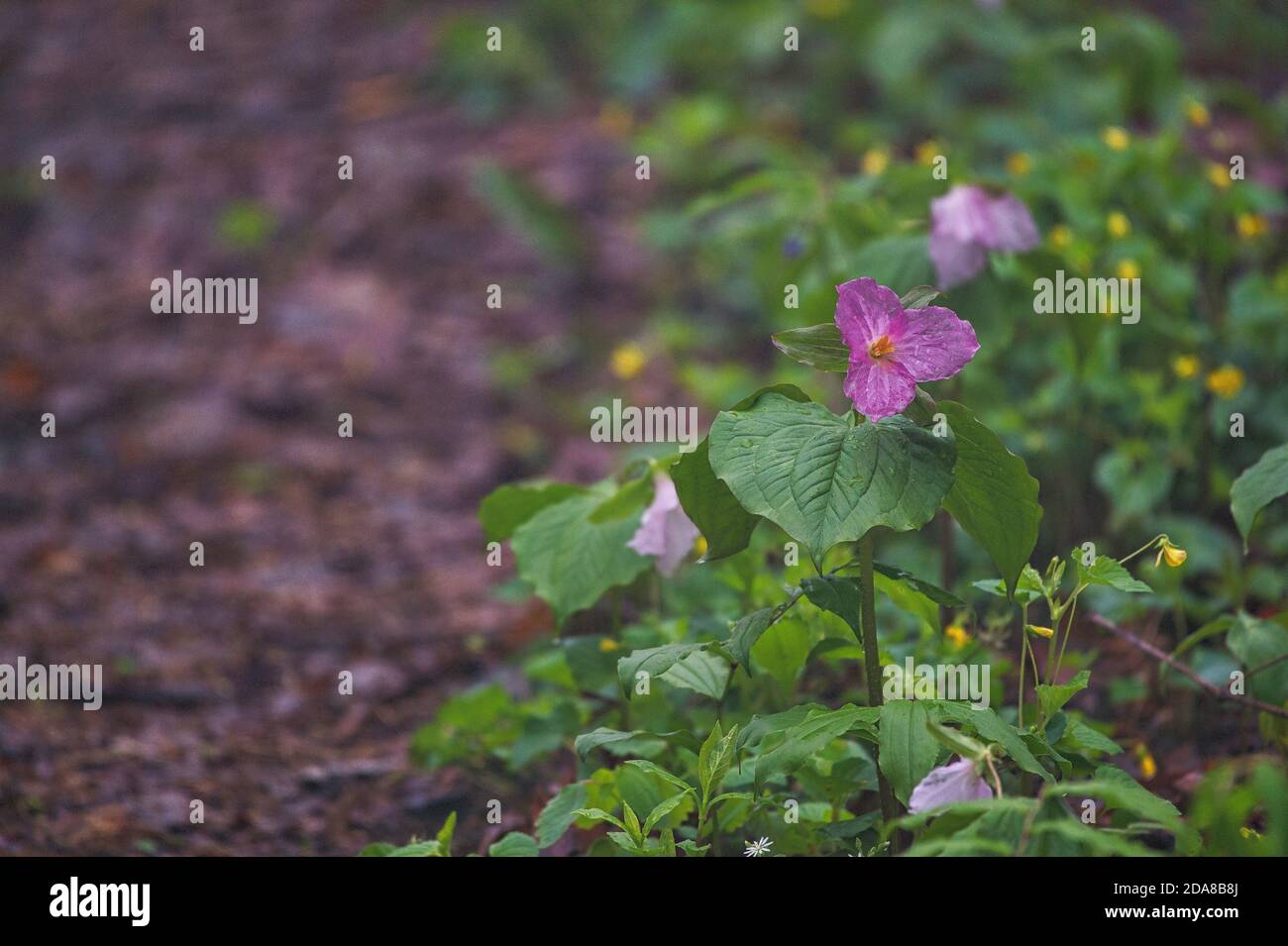 UNITED STATES - May 1, 2016: Large-flowered and Painted Trillium at G ...