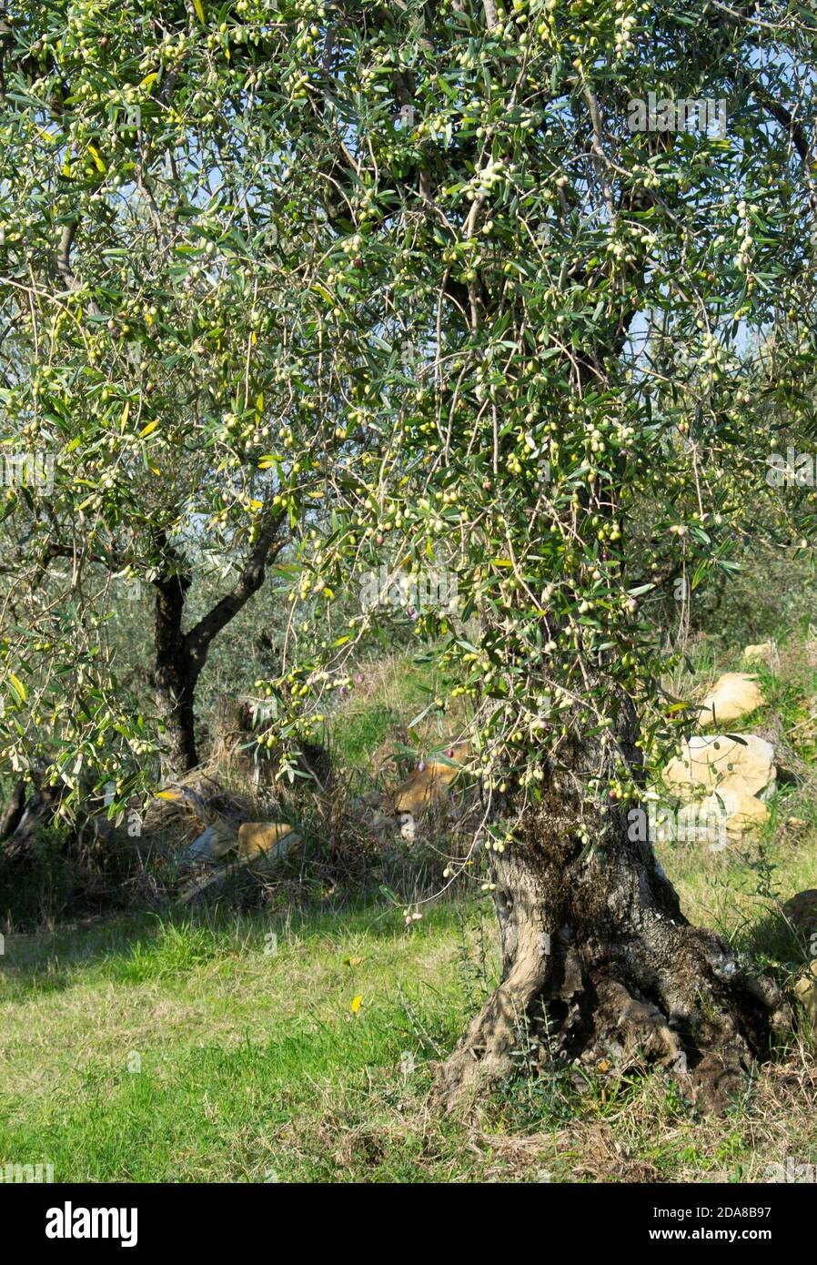 olive tree loaded with ripe olives ready to be harvested and pressed to ...
