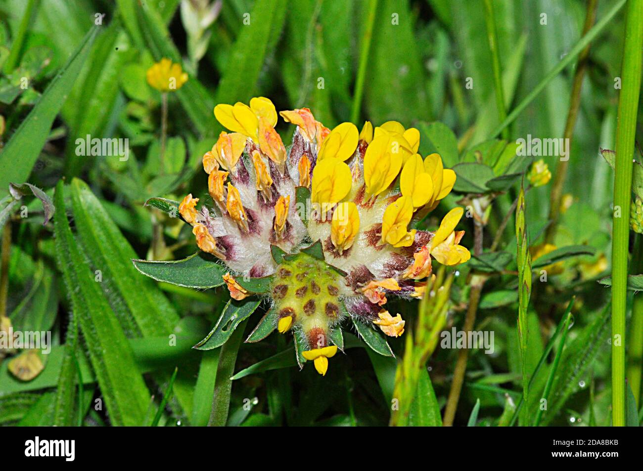 Kidney Vetch Uk High Resolution Stock Photography and Images - Alamy