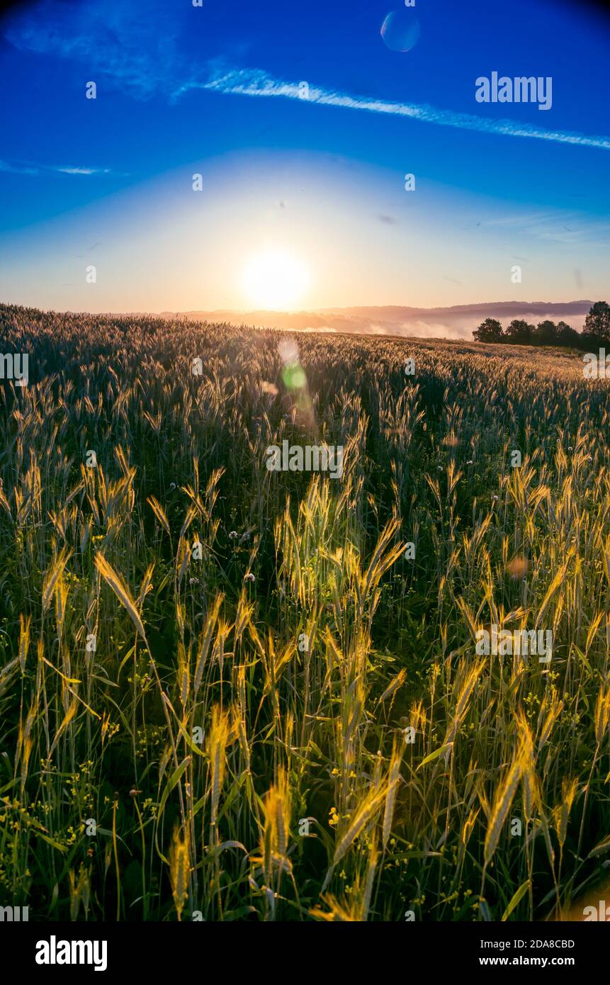 early morning. Juicy green meadow. Cereal fields Stock Photo - Alamy