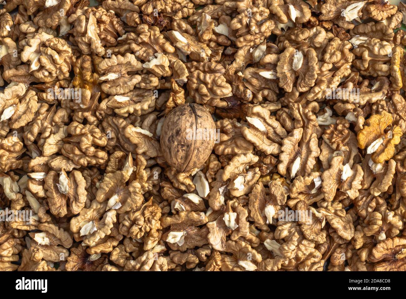 Closeup of big shelled walnuts pile. Walnut kernels and whole walnuts ...