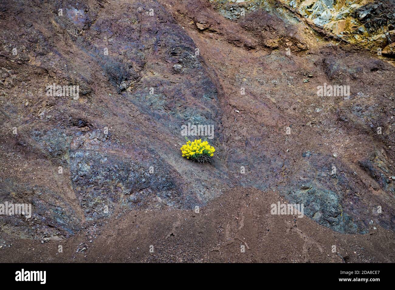 Cliff flower hi-res stock photography and images - Alamy