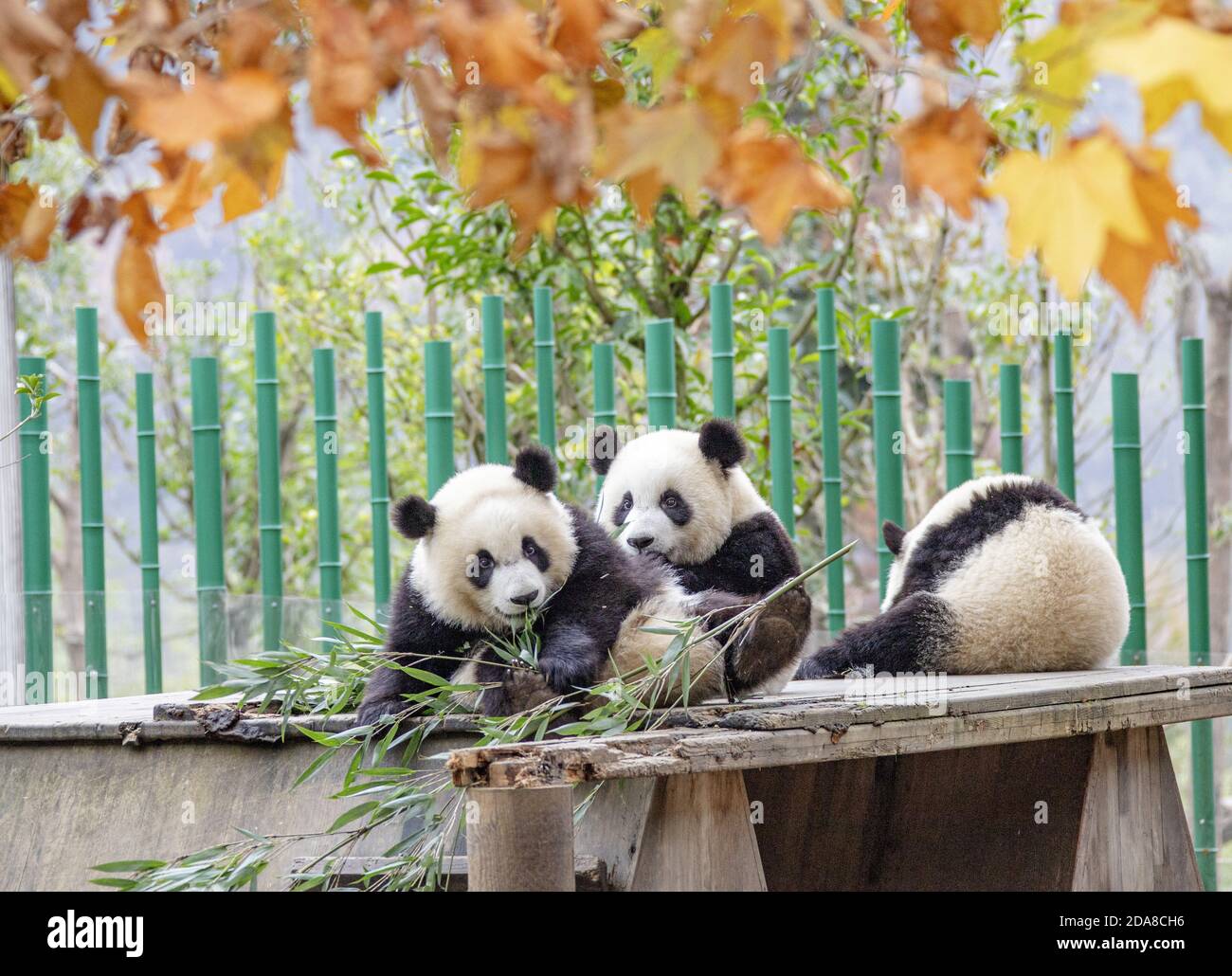 Panda China Wolong Panda Center High Resolution Stock Photography and ...