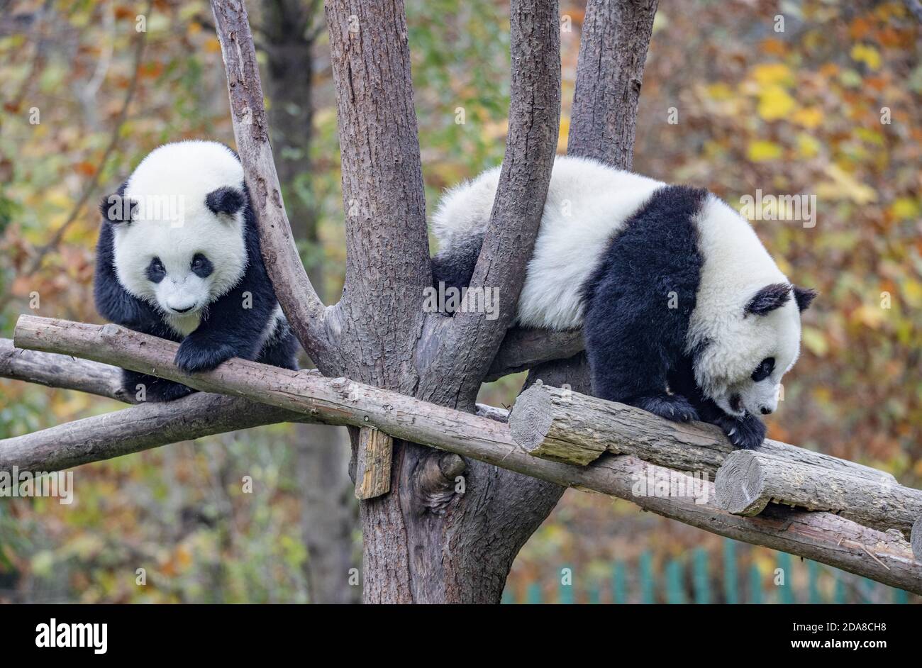 Panda China Wolong Panda Center High Resolution Stock Photography and ...