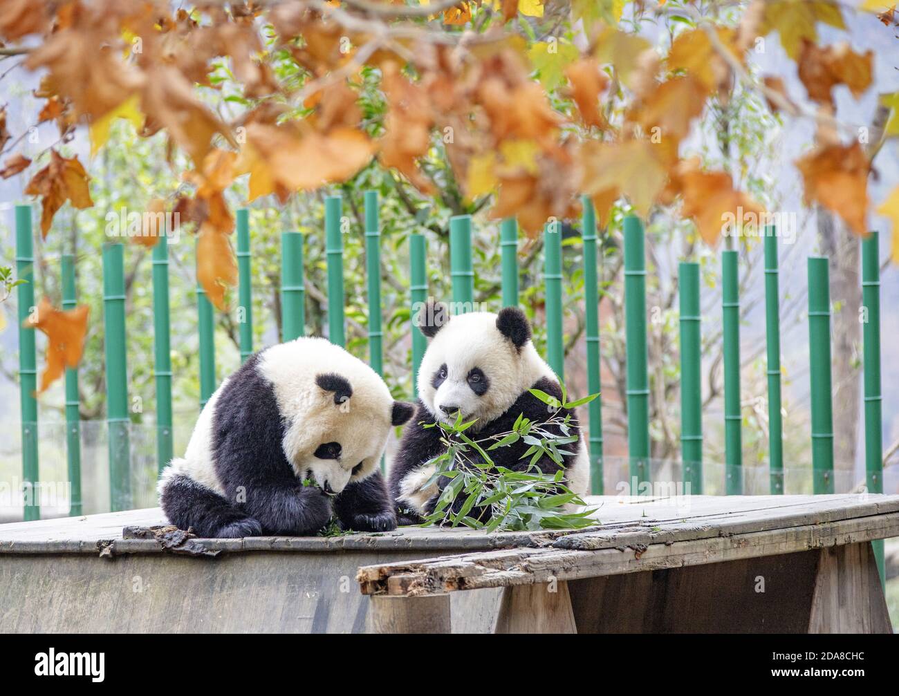 Panda china wolong panda center hi-res stock photography and images - Alamy