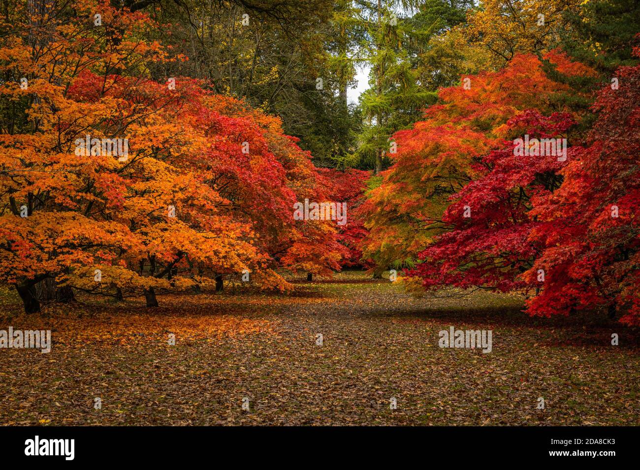 Japanese maple acer palmatum westonbirt hi-res stock photography and ...
