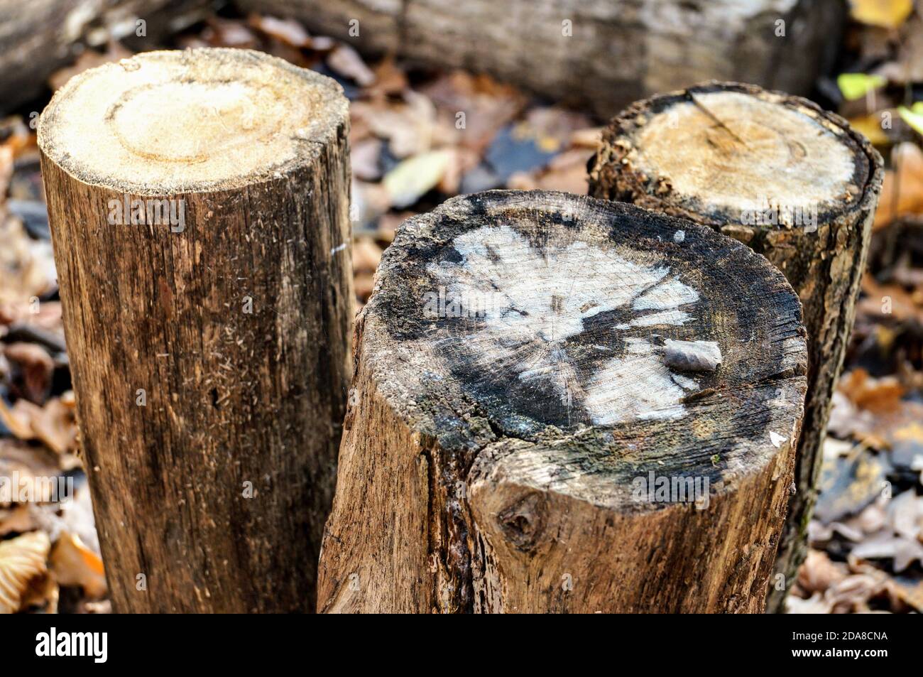 Sawn off logs hi-res stock photography and images - Alamy