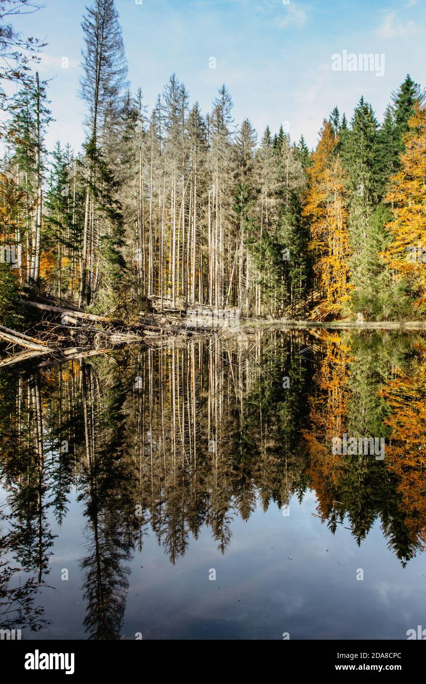 Boubin lake. Reflection of fall trees of Boubin Primeval Forest, Sumava ...