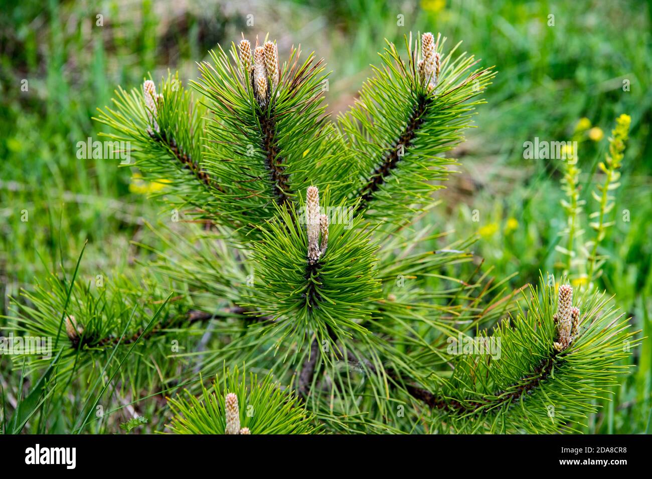 Coniferous plant cone hi-res stock photography and images - Alamy