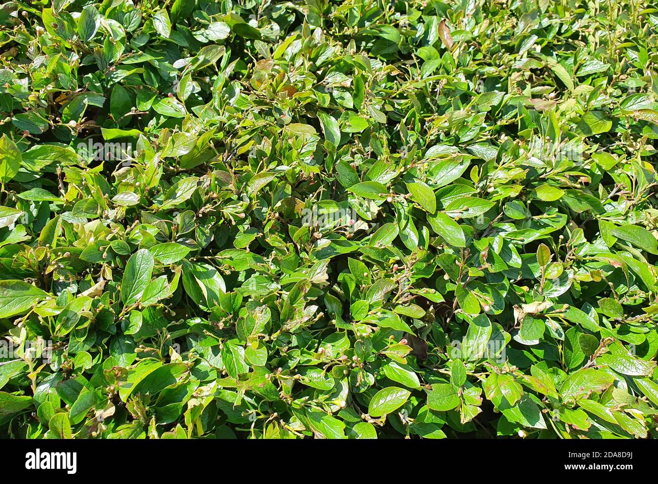 Shrub Texture