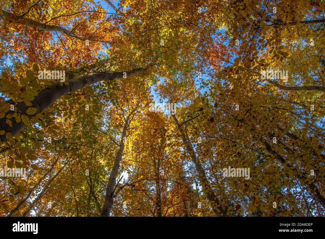 Sun Shining Through The Tops Of Trees High Resolution Stock Photography ...