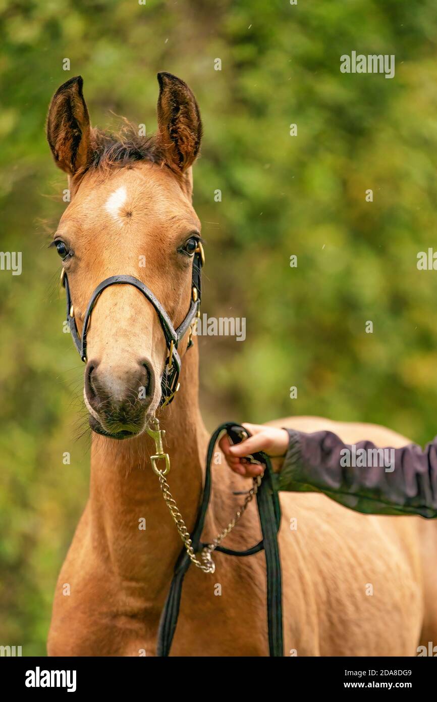 Buckskin woods hi-res stock photography and images - Alamy