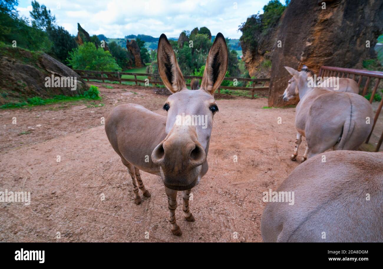 SOMALI DONKEY - ASNO SOMALI, Cabárceno Natural Park, Penagos, Pisueña ...