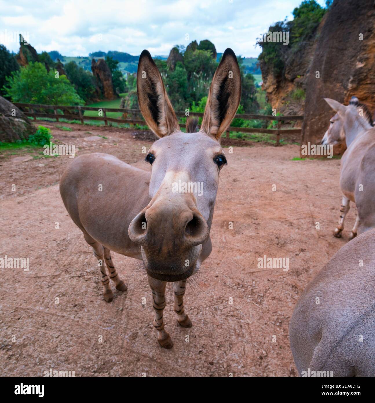 SOMALI DONKEY - ASNO SOMALI, Cabárceno Natural Park, Penagos, Pisueña ...