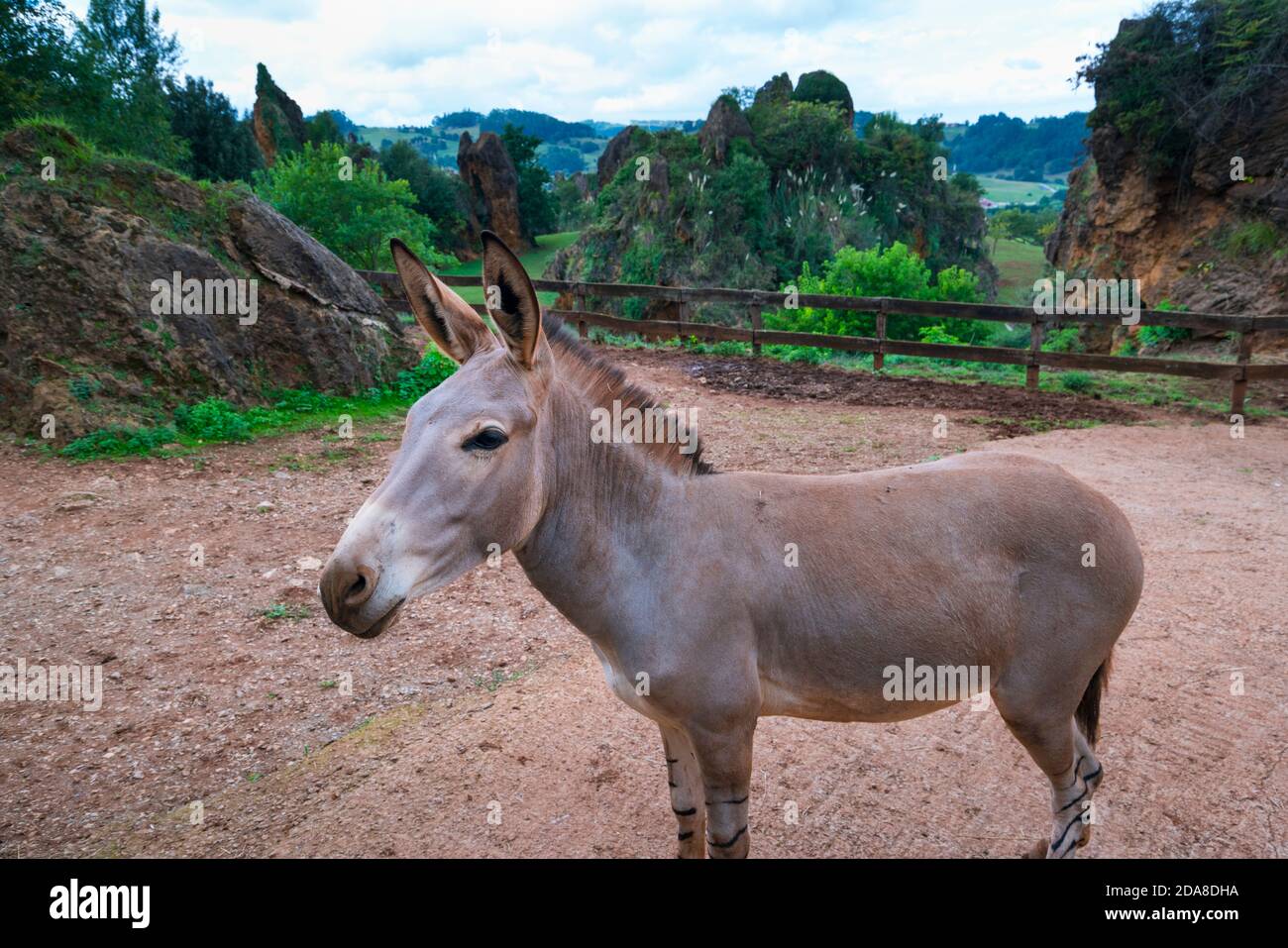 SOMALI DONKEY - ASNO SOMALI, Cabárceno Natural Park, Penagos, Pisueña ...