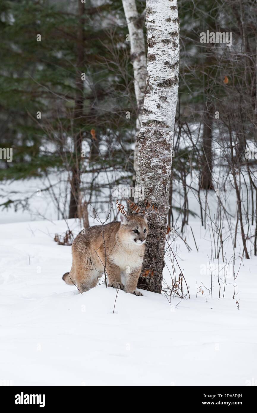 Female Cougar (Puma concolor) Stands in Front of Birch Tree Ears Back ...