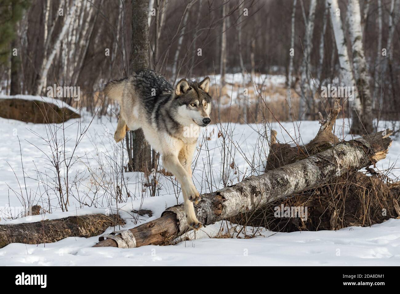 Grey Wolf (Canis lupus) Jumps Over Log Back Legs Up Winter - captive ...