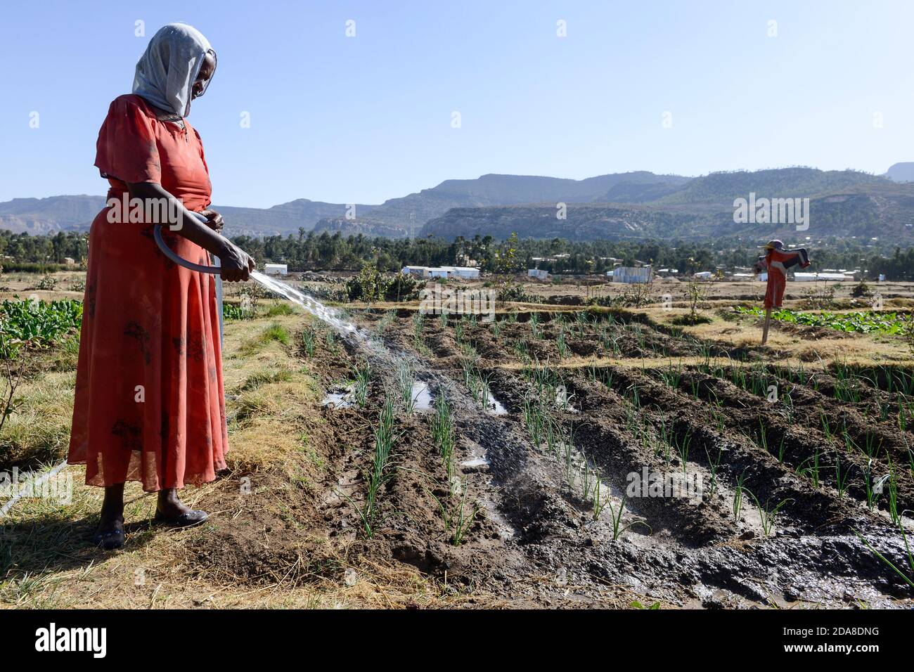 ETHIOPIA, Tigray, town Adigrat, woman irrigate vegetable garden ...