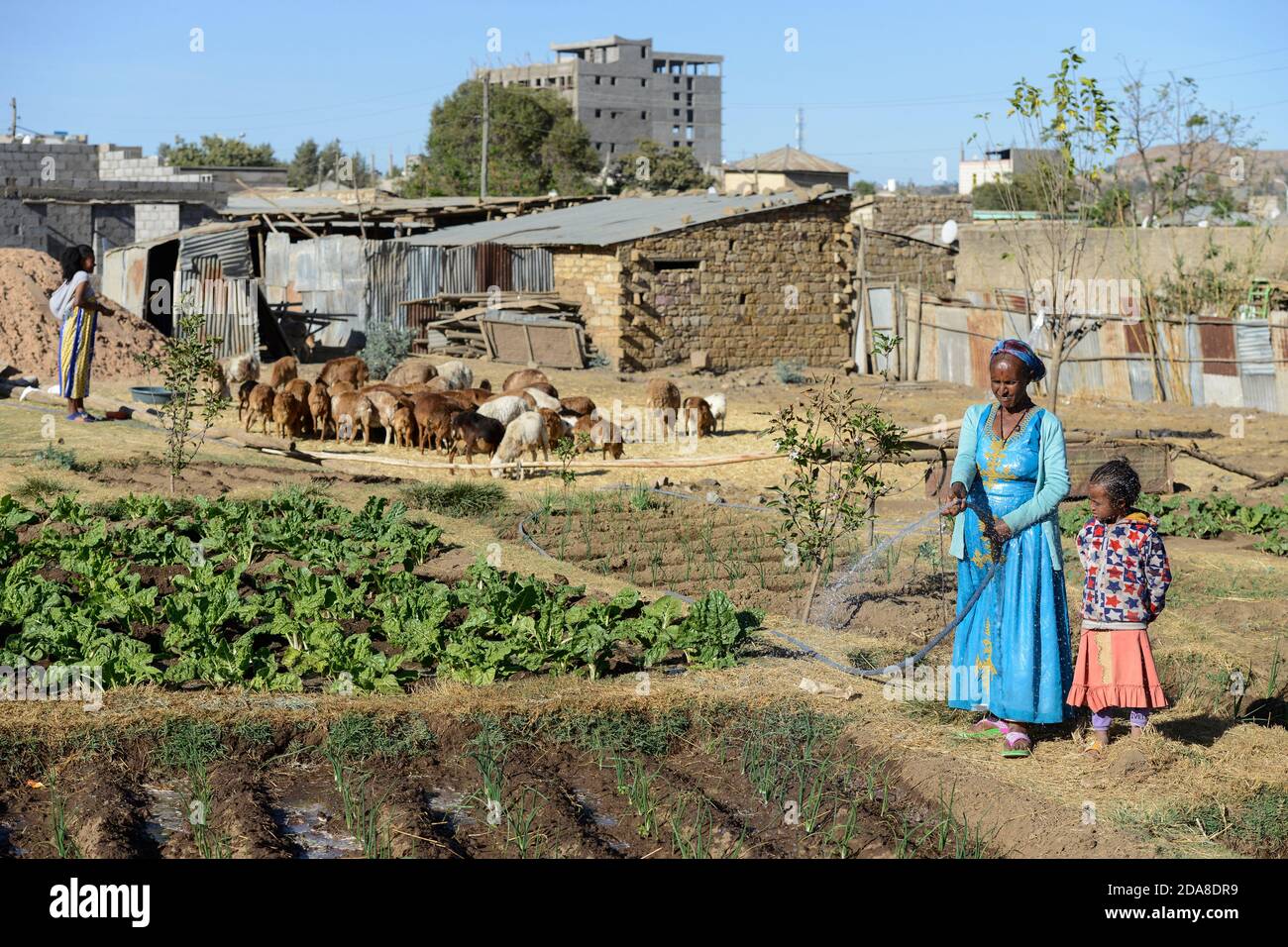 ETHIOPIA, Tigray, town Adigrat, woman irrigate vegetable garden ...