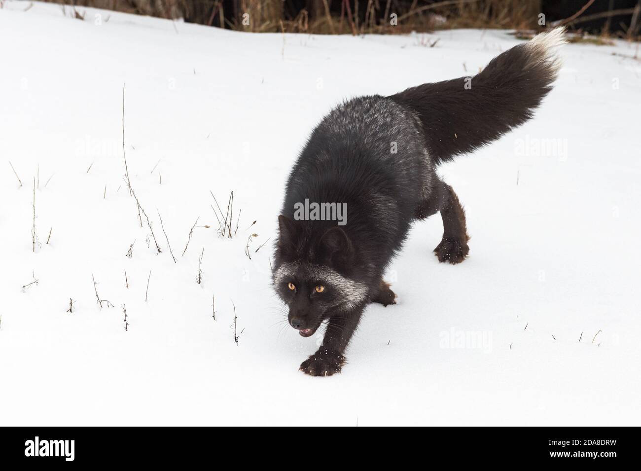 Silver Fox (Vulpes vulpes) Steps Down Embankment Winter - captive ...