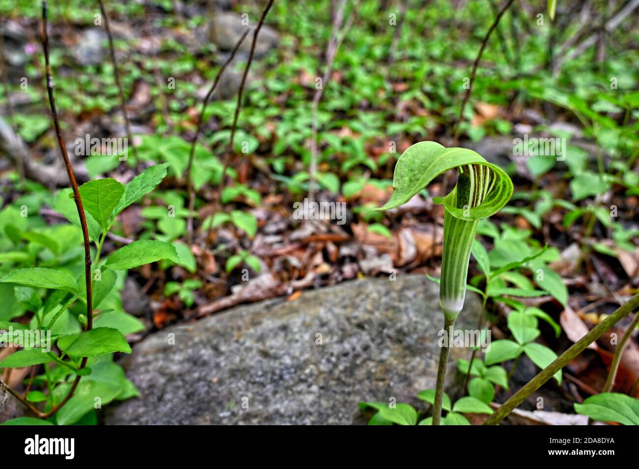 UNITED STATES - April 27, 2020: Jack-in-the-pulpit blooms along a creek ...