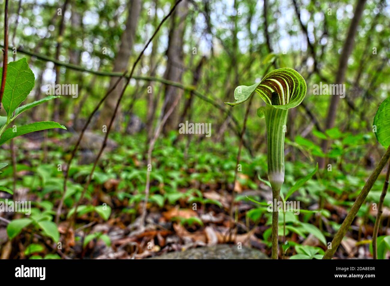 UNITED STATES - April 27, 2020: Jack-in-the-pulpit blooms along a creek ...