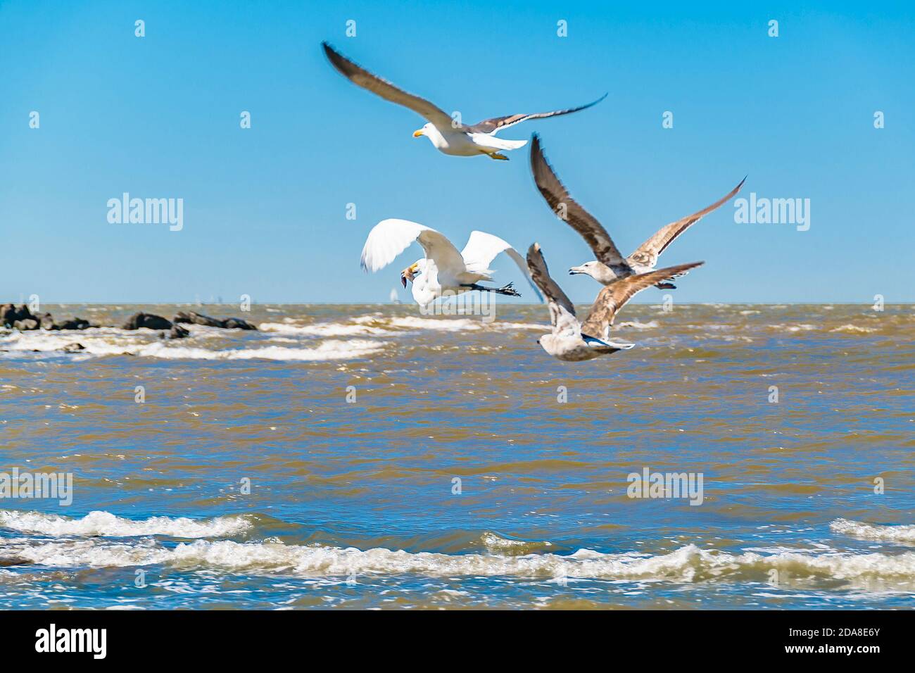 Rambla pocitos uruguay hi-res stock photography and images - Alamy