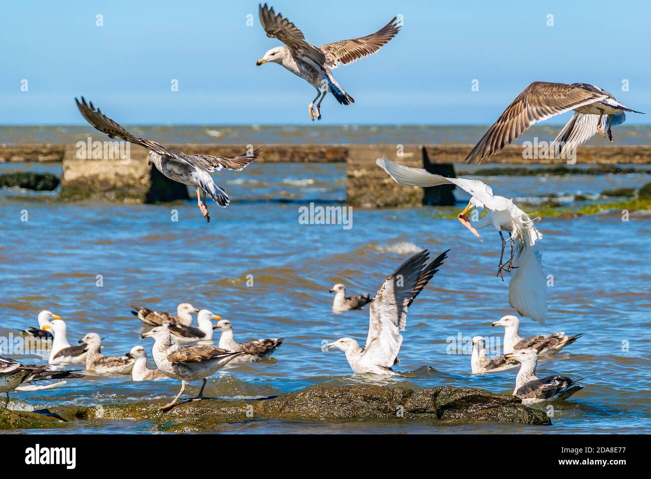 Many seagulls soaring over sea hi-res stock photography and images - Alamy