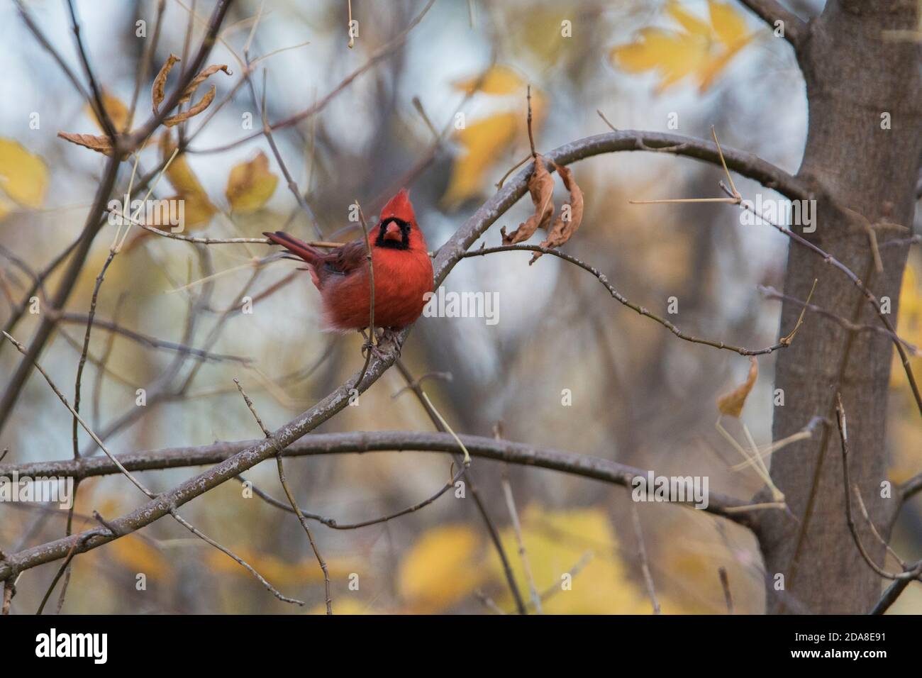 northern cardinal (Cardinalis cardinalis) in fall Stock Photo - Alamy