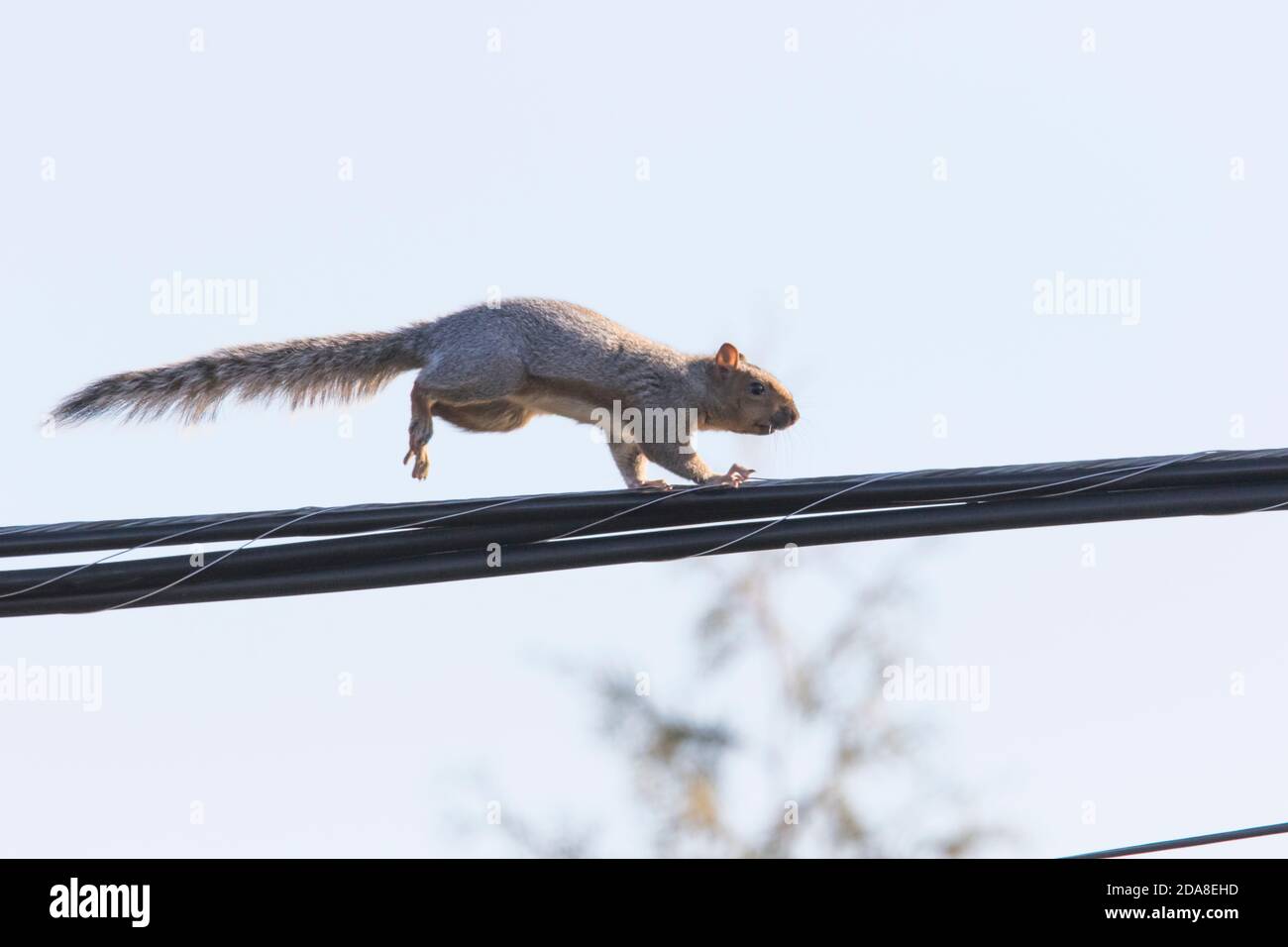 Black electric cable with squirrel hi-res stock photography and images ...