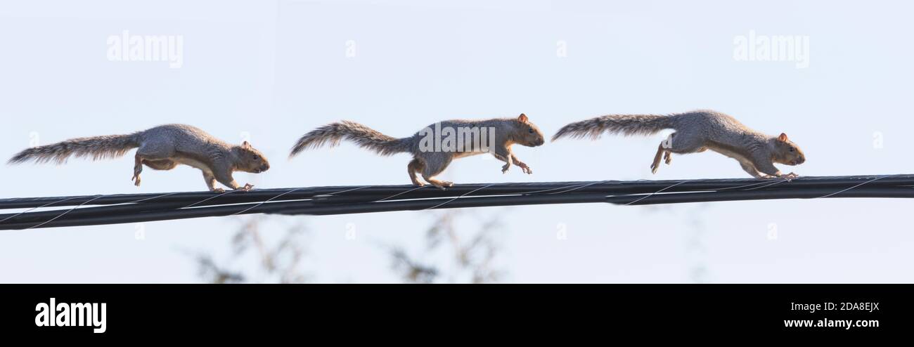 eastern gray squirrel (Sciurus carolinensis) running on electric wire ...