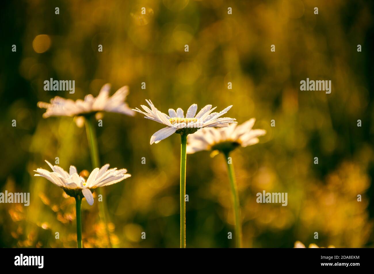 daisy covered with morning dew. Flower in thick morning fog Stock Photo ...