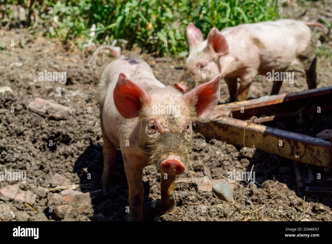 Cute baby pigs hi-res stock photography and images - Alamy