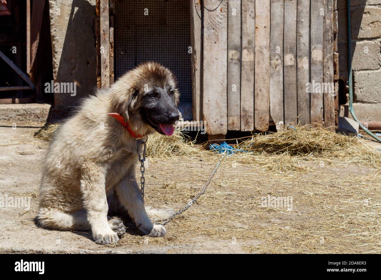 Cute Puppy of Sarplaninac Shepherd Dog Breed Stock Photo - Alamy