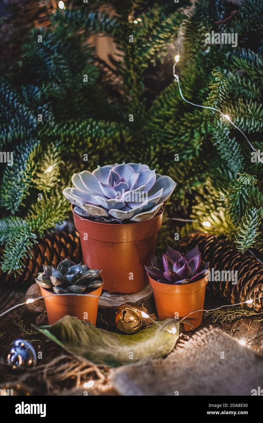 Succulent plants on fluffy succulent branches of a blue fir background ...