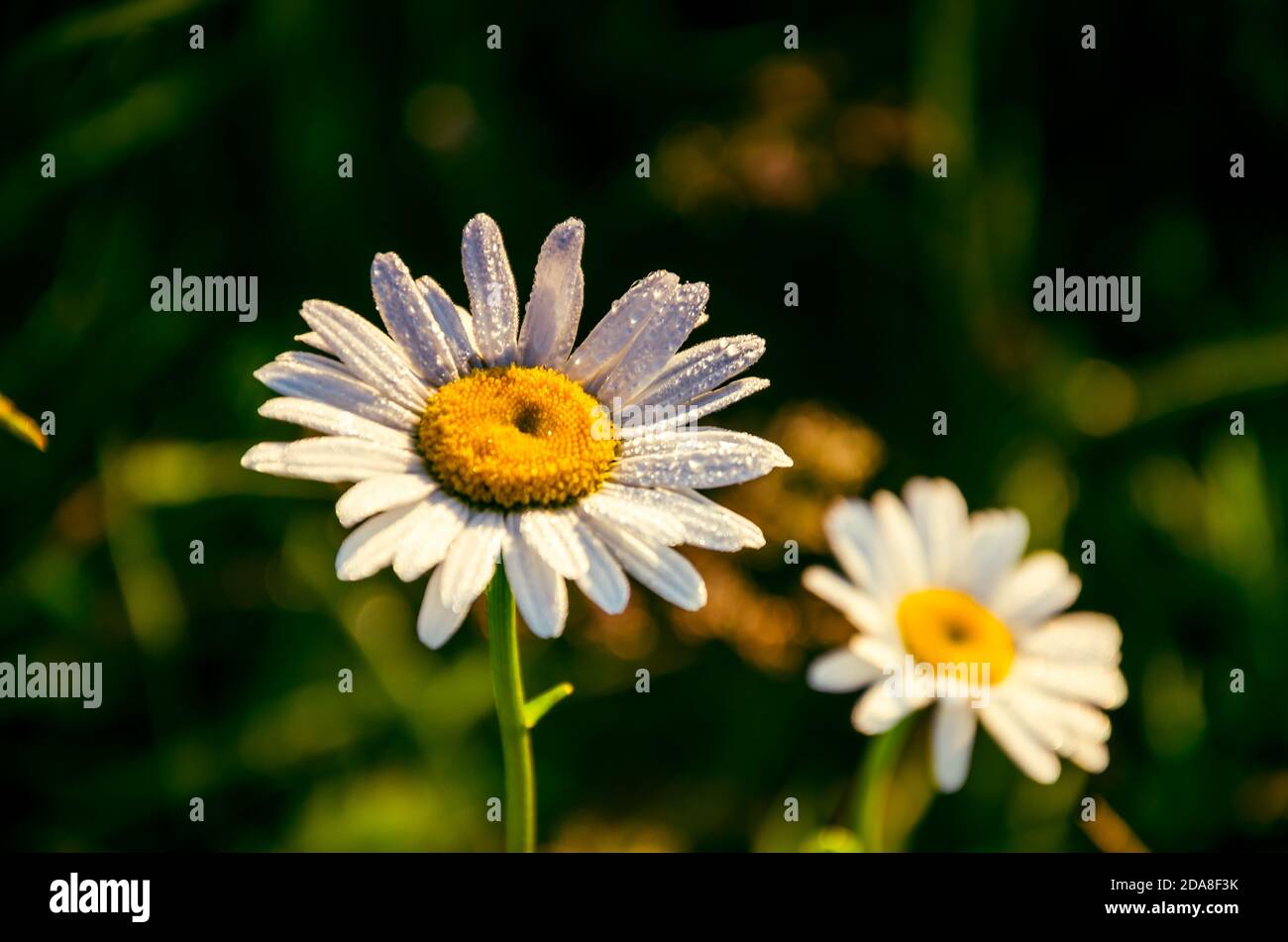 daisy covered with morning dew. Flower in thick morning fog Stock Photo ...