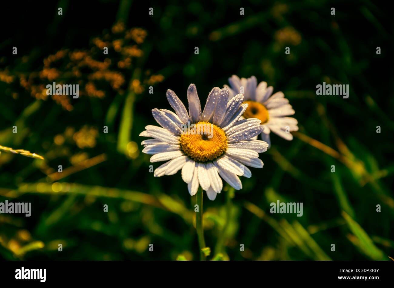 daisy covered with morning dew. Flower in thick morning fog Stock Photo ...