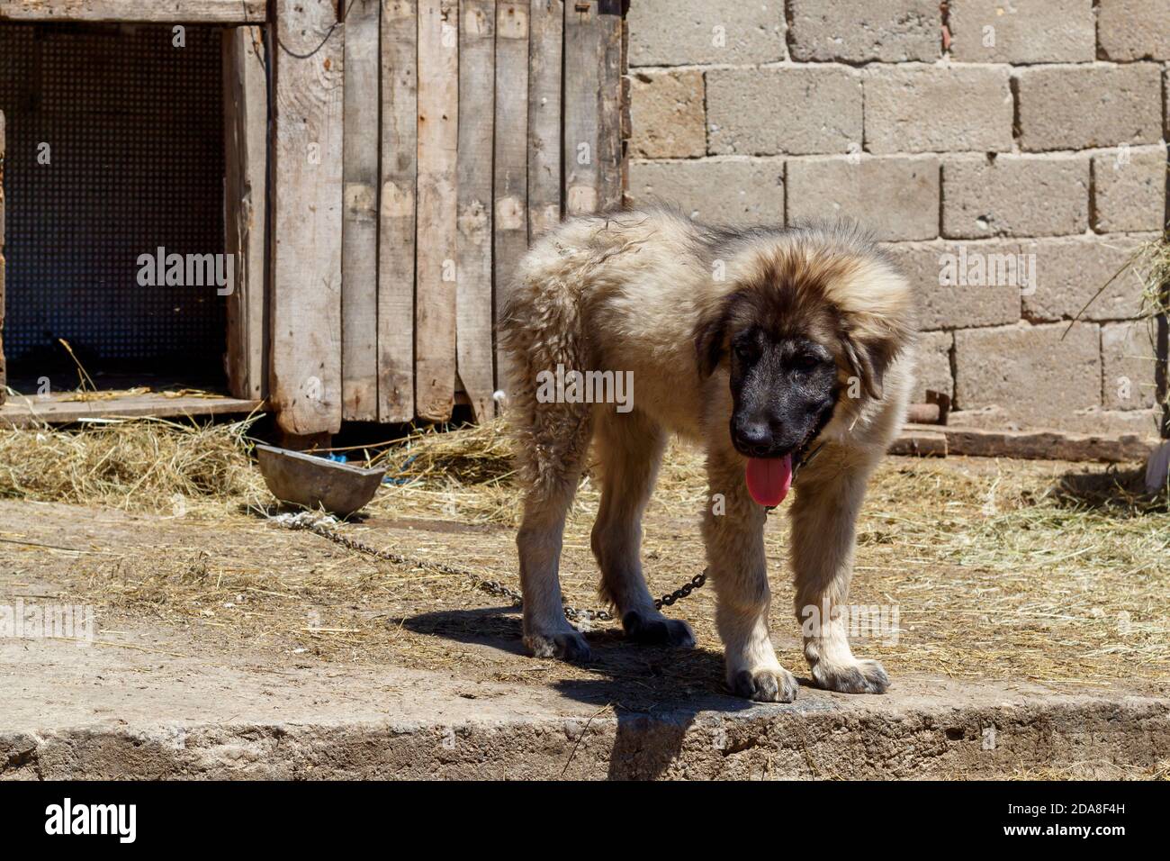 Cute Puppy of Sarplaninac Shepherd Dog Breed Stock Photo - Alamy