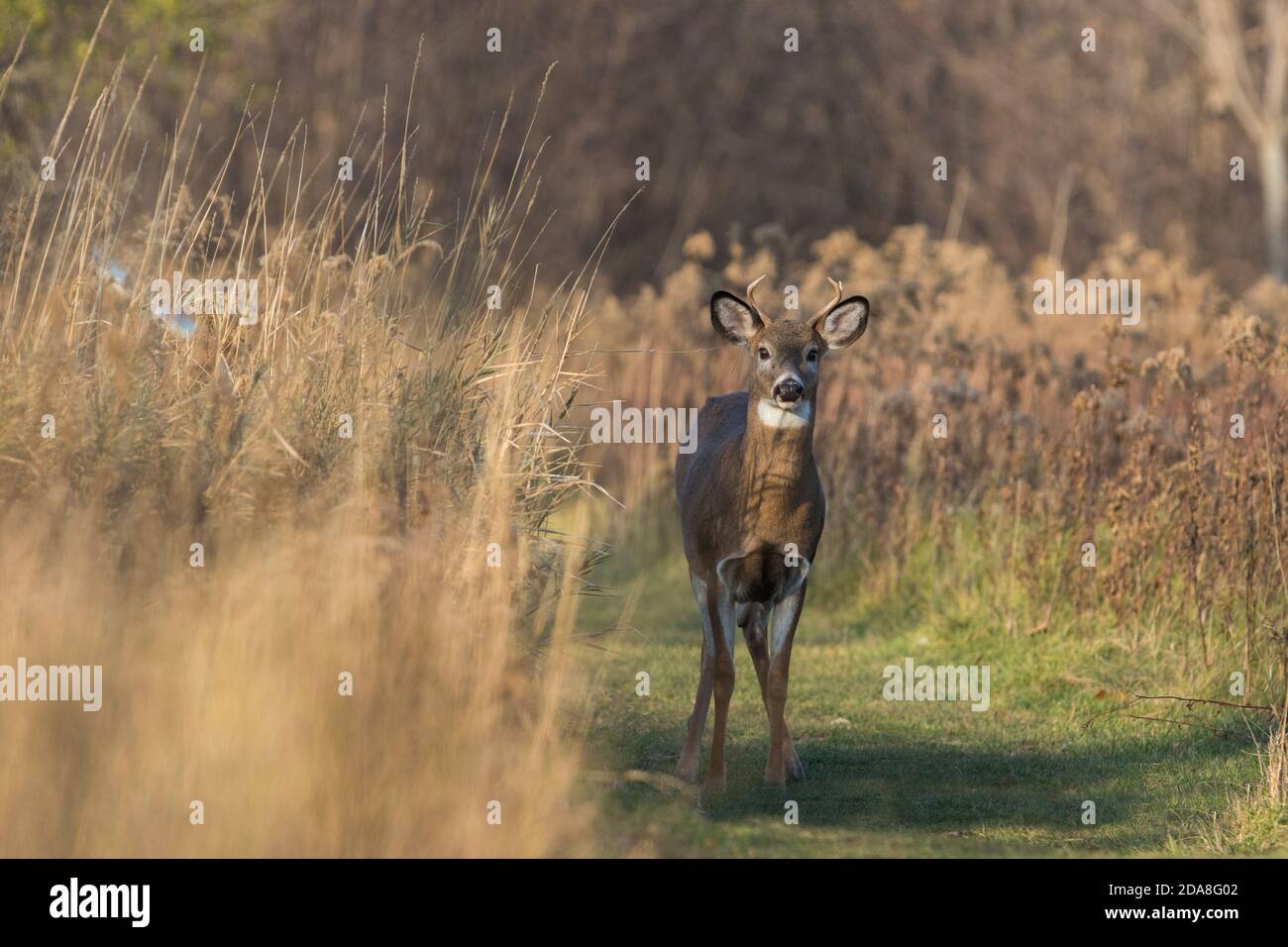 Male white-tailed deer in rut Stock Photo - Alamy