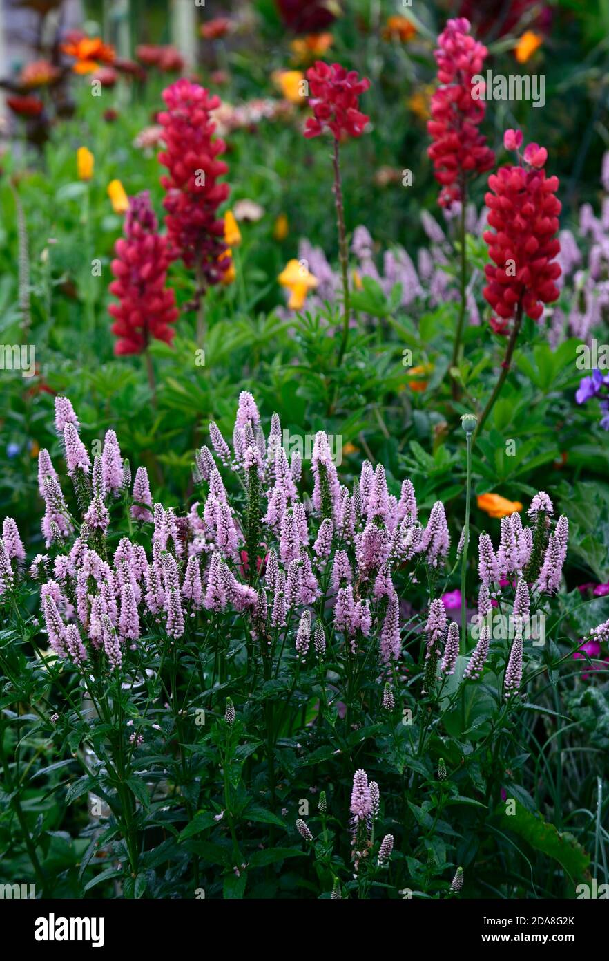 Veronica longifolia pink damask hi-res stock photography and images - Alamy