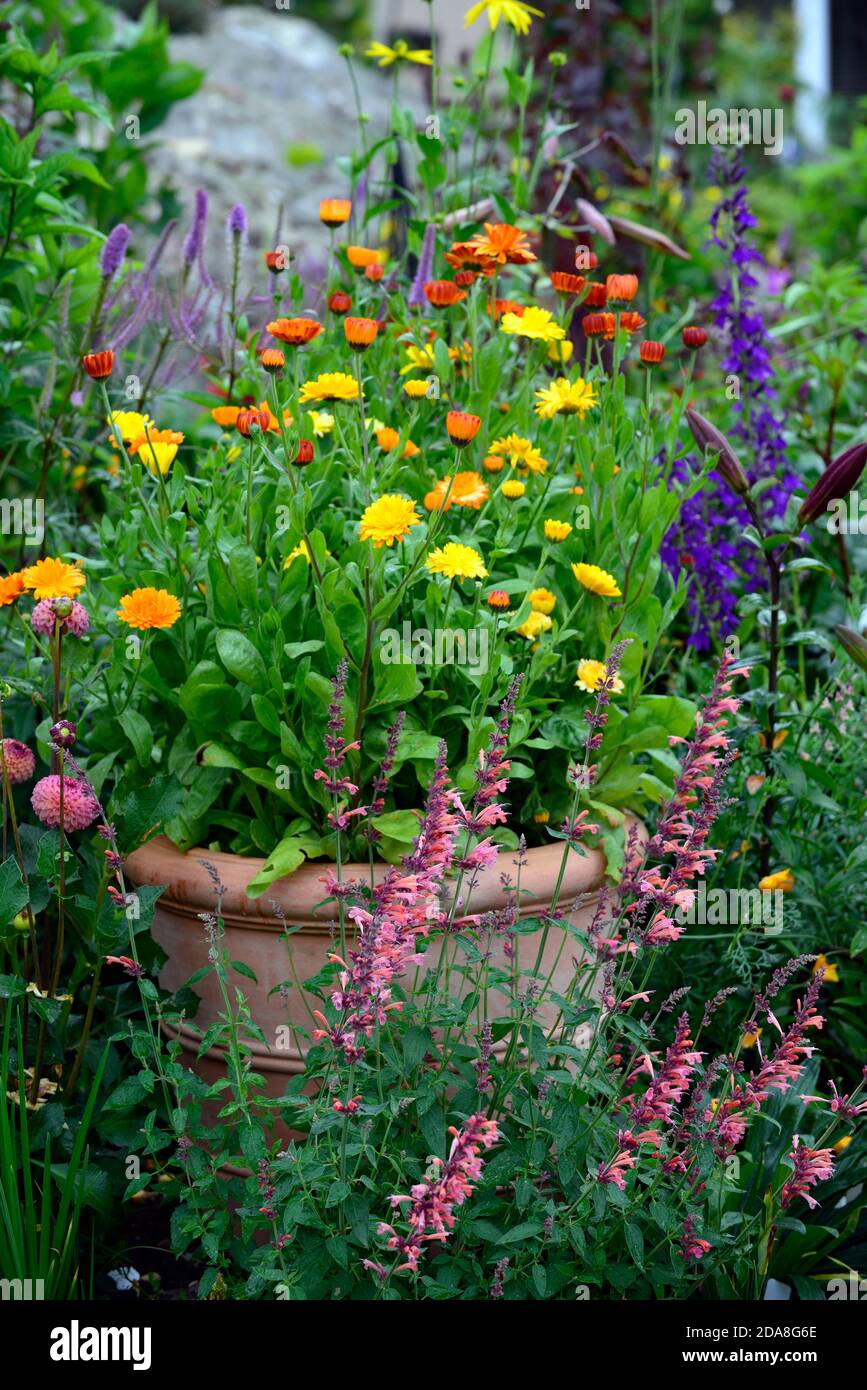 Agastache Kudos Mandarin,dahlias,calendula,calendulas,orange,coral ...